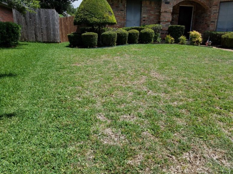 Take All Patch in St. Augustine Lawns | Granulawn, Inc. | Dallas, TX ...