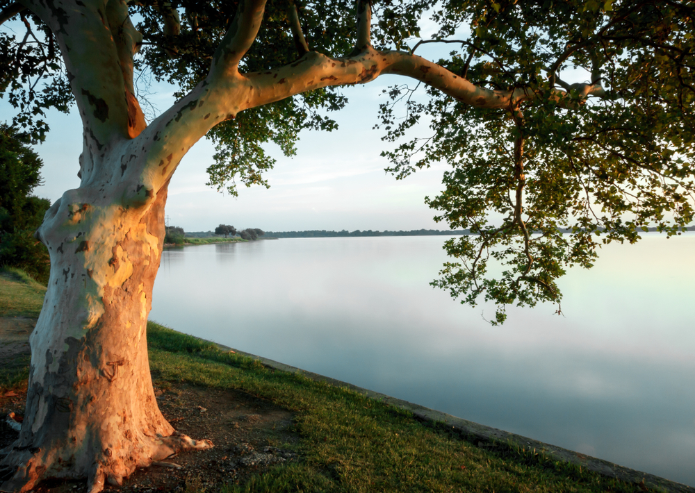 Top 5 Drought-Resistant Trees for North Texas Landscapes | Granulawn ...